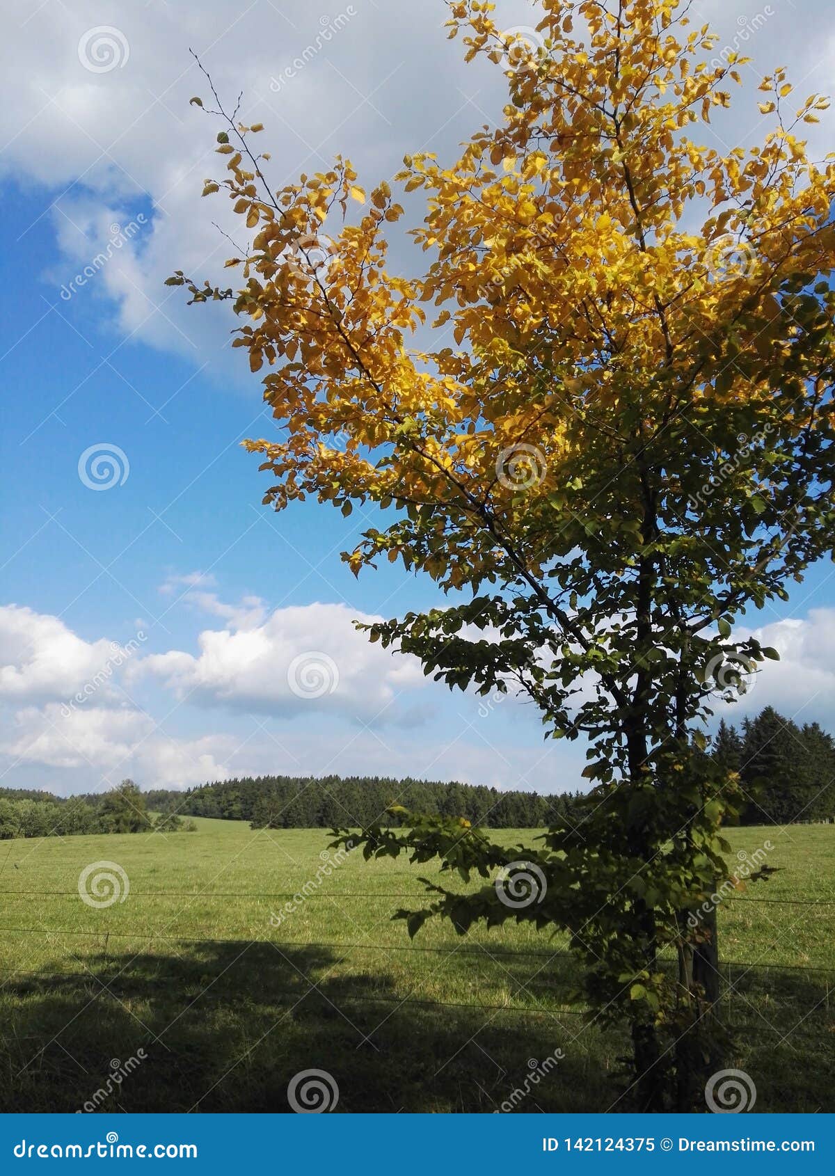 One Beautiful Tree at Autumn Stock Image - Image of colorful, yellow ...