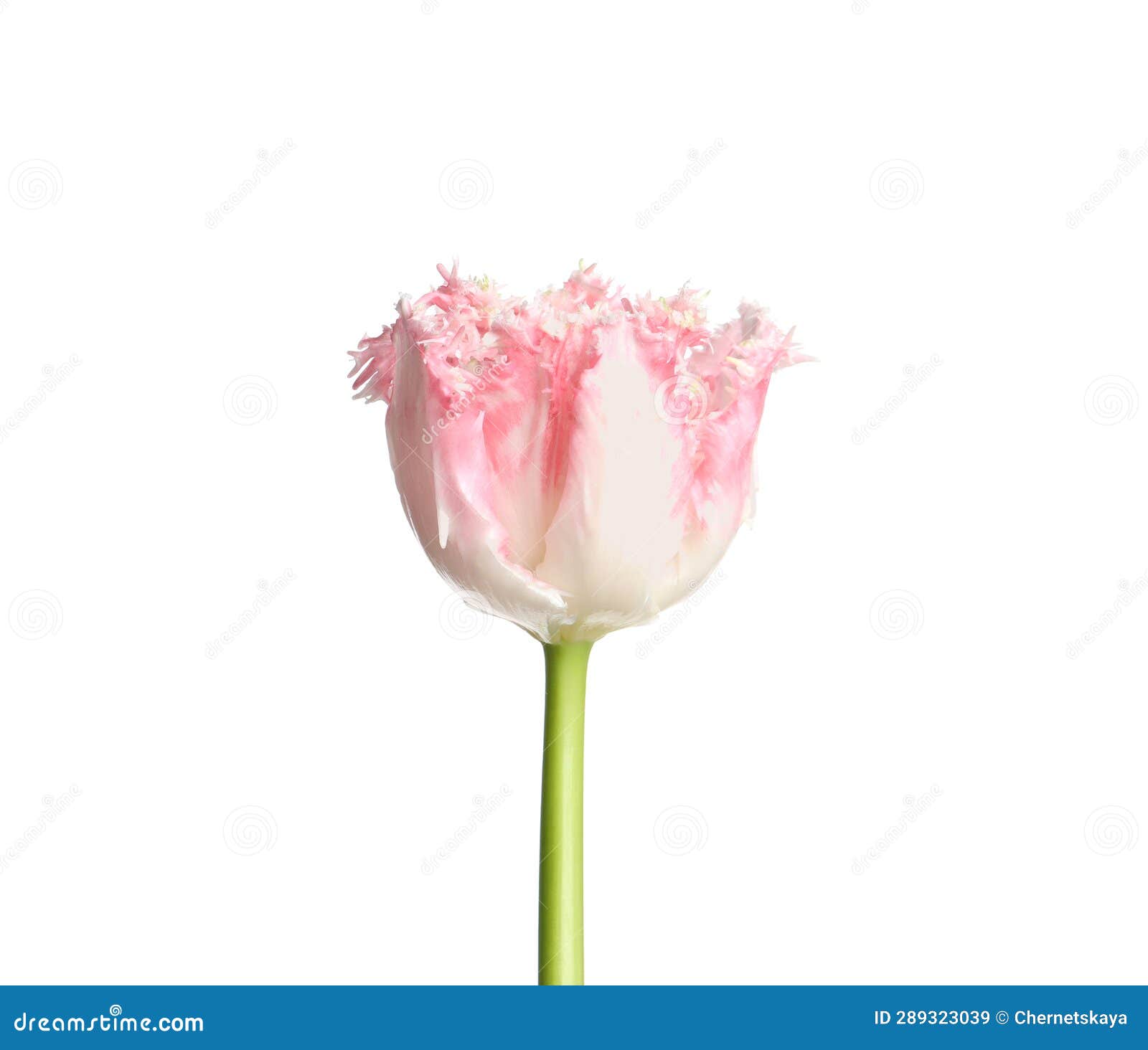 One Beautiful Tulip Flower Isolated on White Stock Image - Image of ...