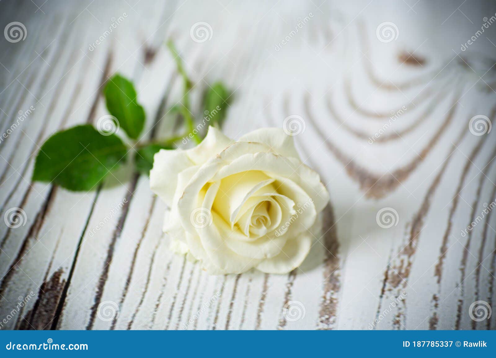 One Beautiful White Rose on a Wooden Table Stock Image - Image of ...