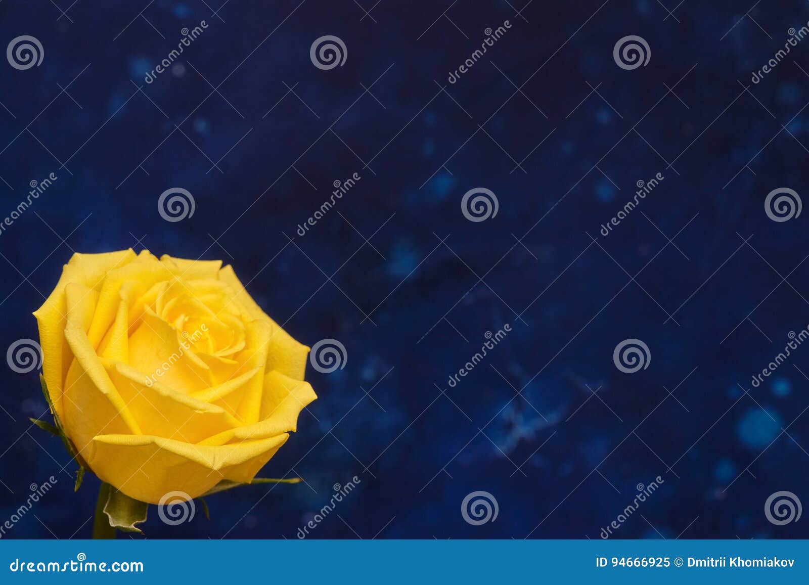 One Beautiful Yellow Rose on Blue Background Stock Image - Image of ...