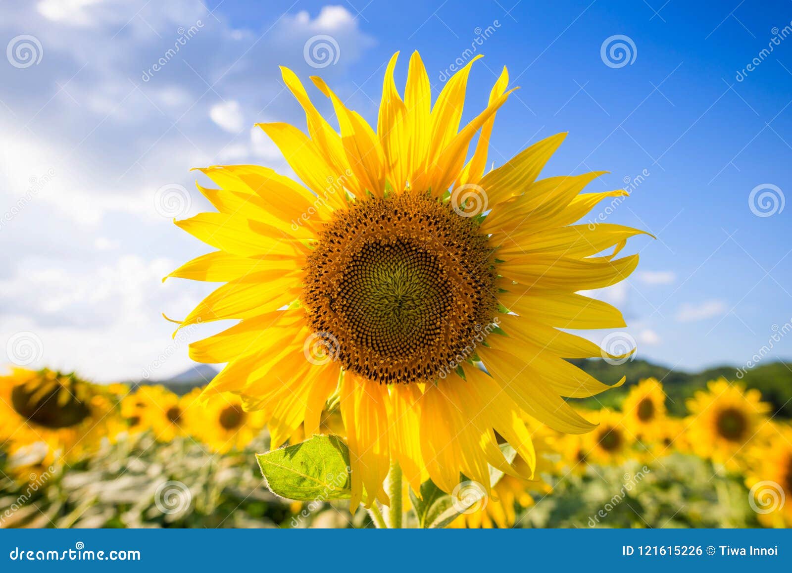 One sunflower stock photo. Image of flower, field, pathway - 121615226