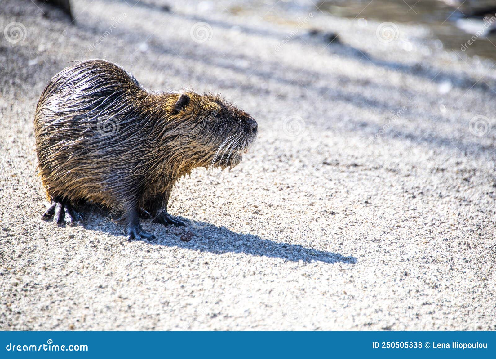 One Beaver Walking on the Shore Stock Photo - Image of life, coat ...