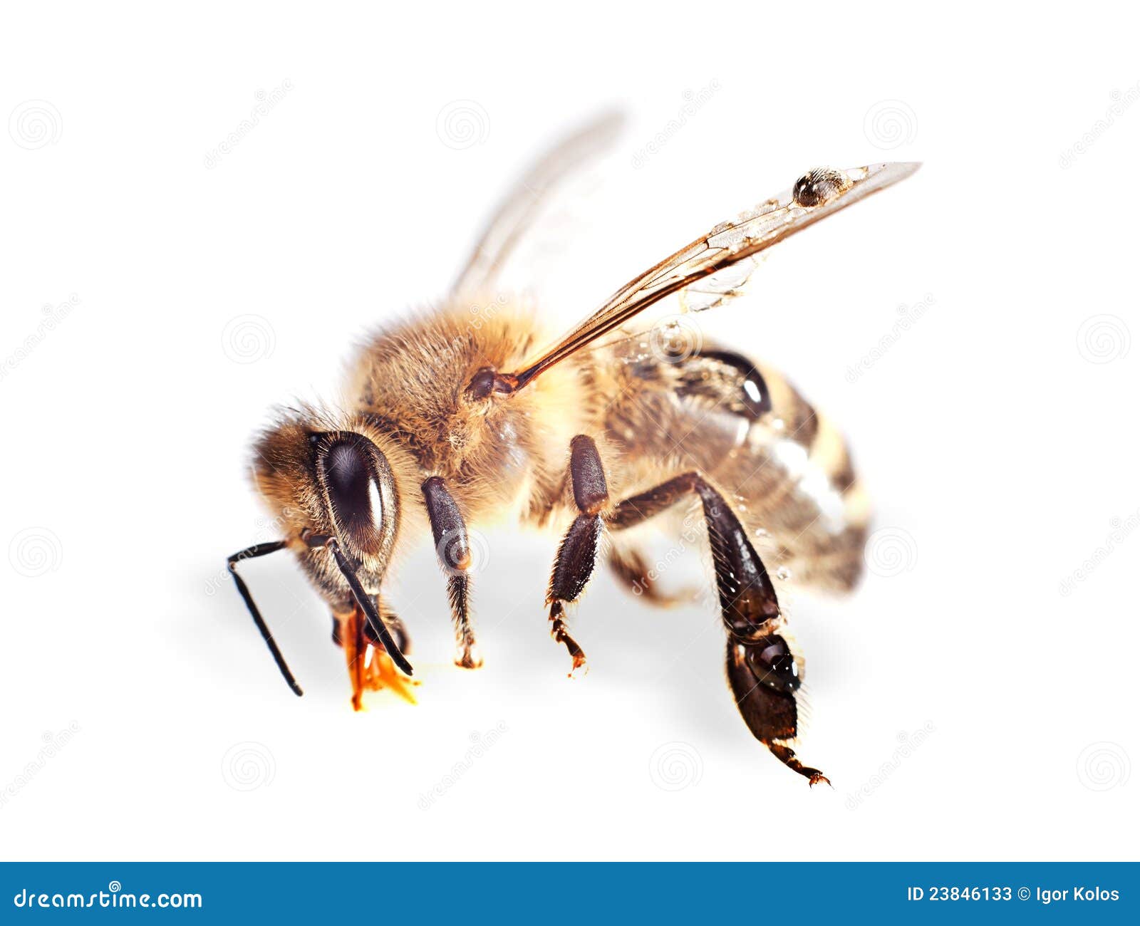 One bee stock image. Image of gold, insect, nature, white - 23846133