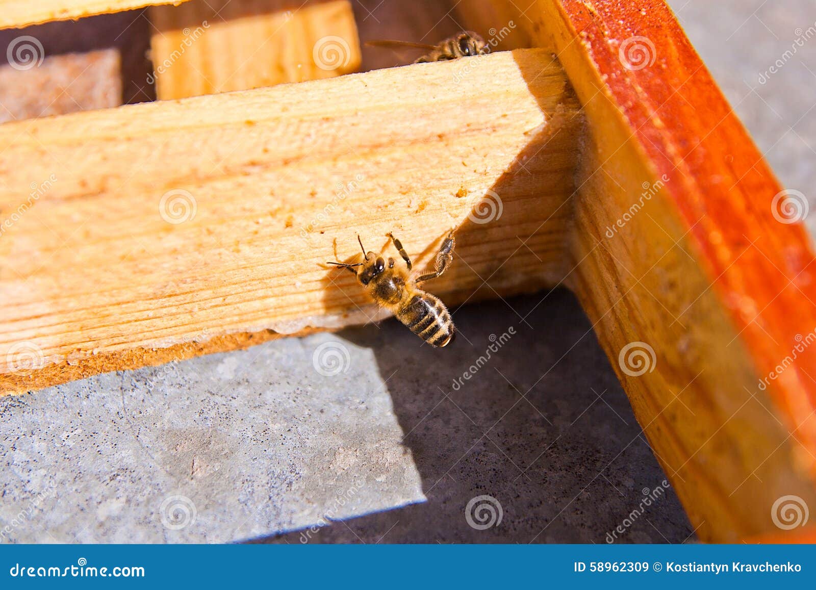 One bee on the beehive stock image. Image of meal, geometric - 58962309