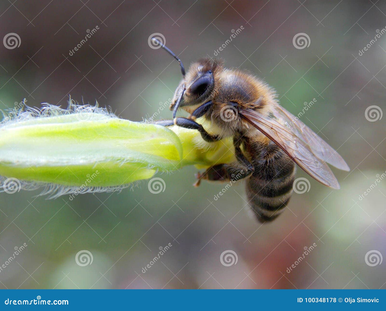 Bee stock photo. Image of nature, plant, eyes, small - 100348178