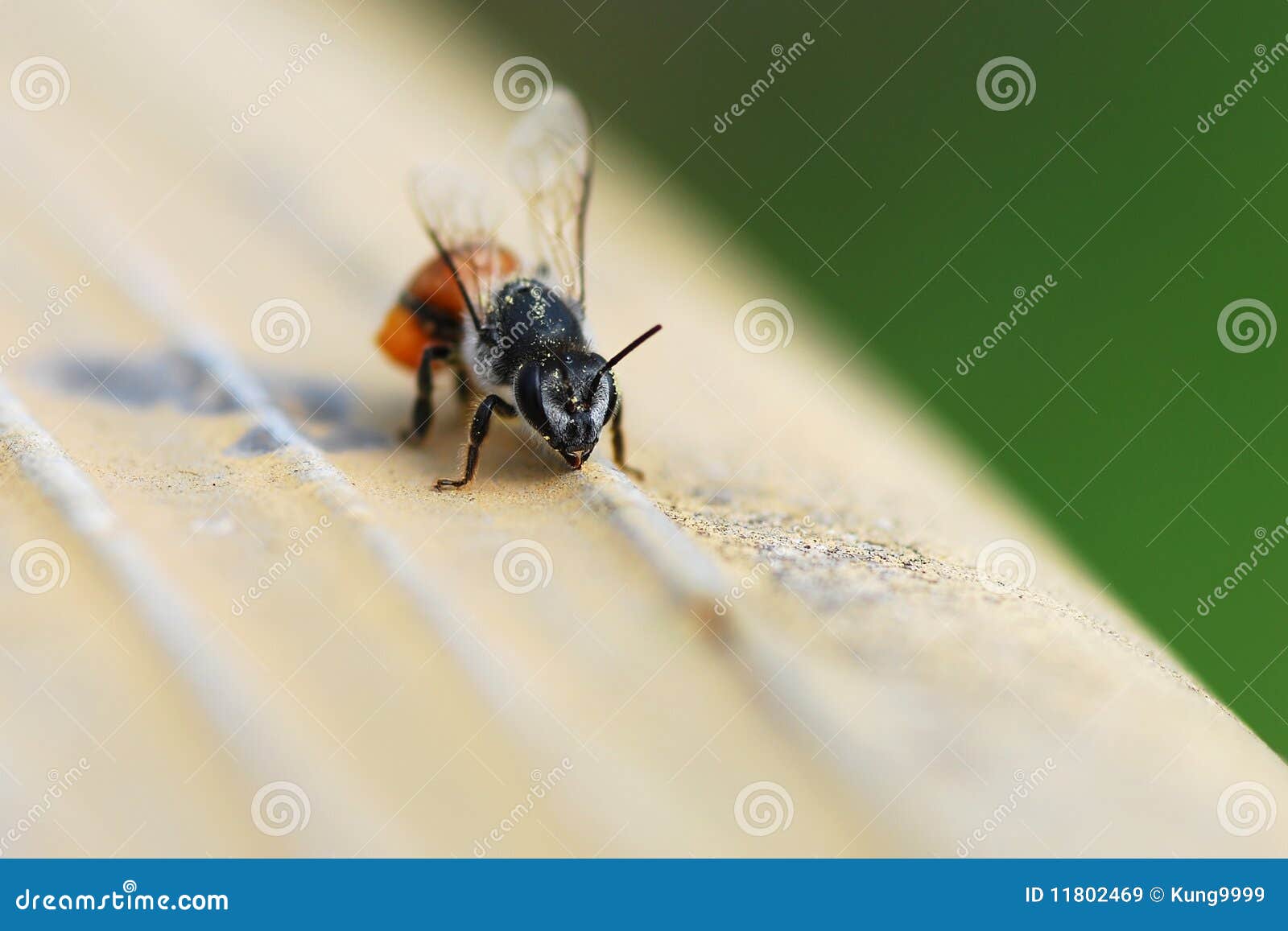 One Bee Macro stock image. Image of macro, white, honey - 11802469