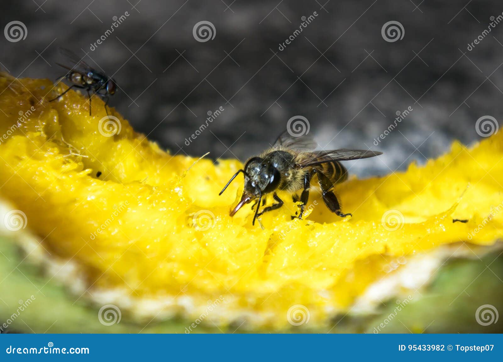 One Bee and One Fly Eating Sweet Ripe Mango Stock Photo - Image of bees ...