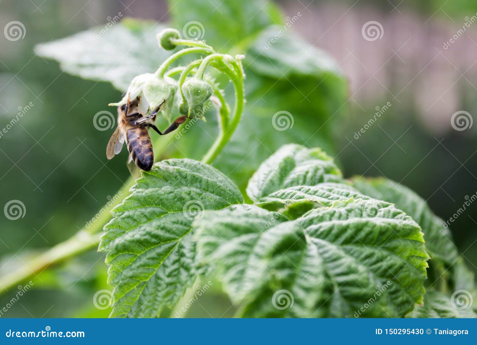 One bee on raspberry bush stock photo. Image of branch - 150295430