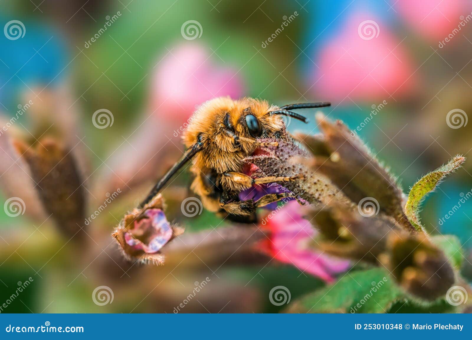 One Bee Sits on a Flower in a Meadow Stock Photo - Image of arthropod ...
