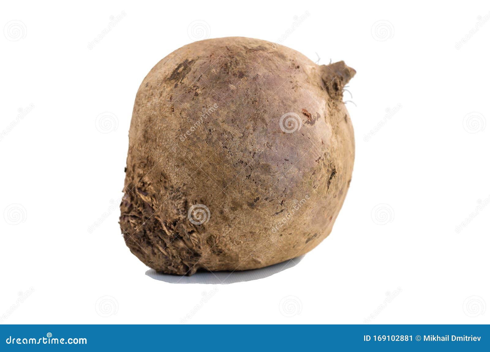 One beet in the peel stock image. Image of round, appetizing - 169102881