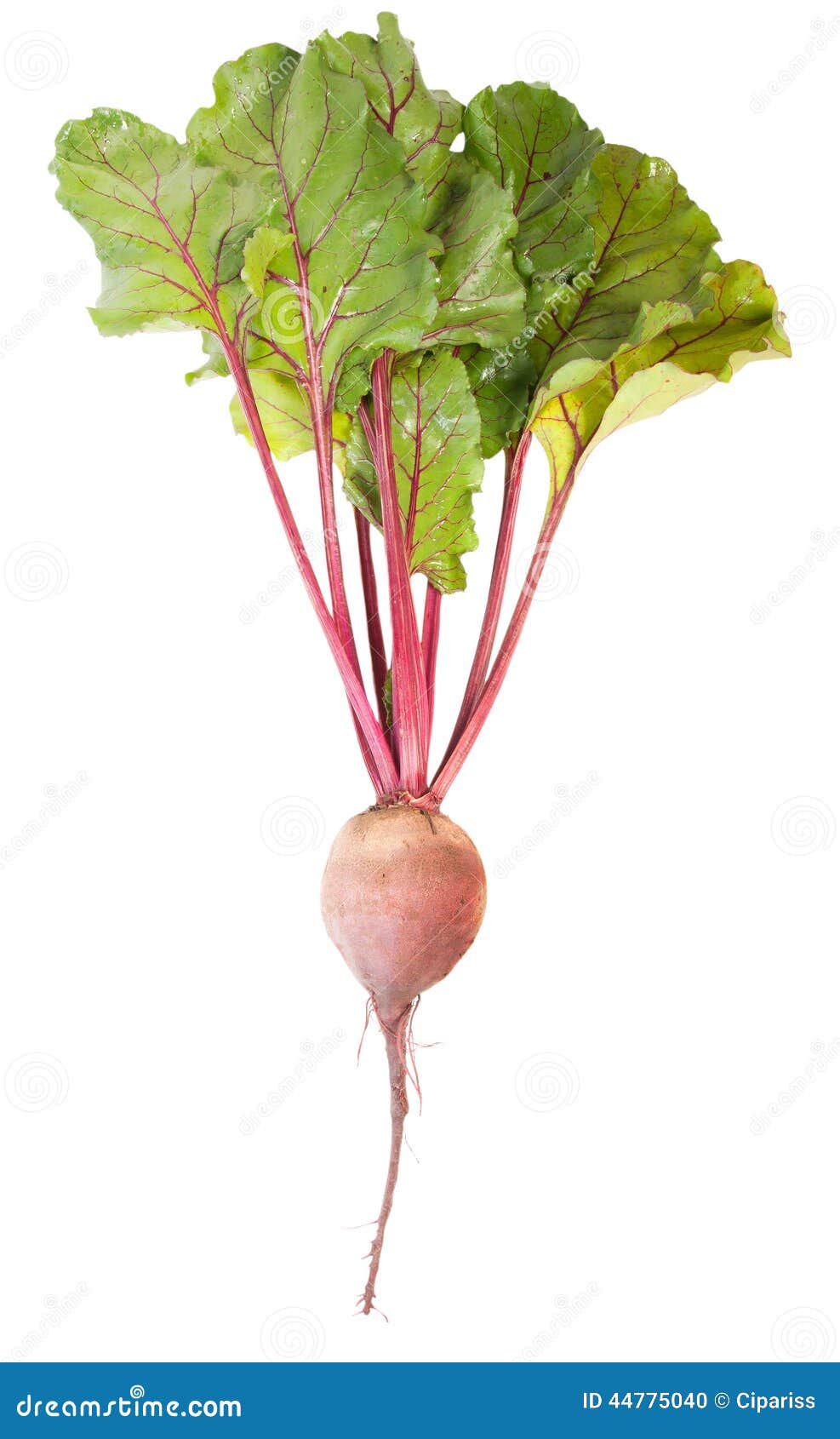 One Beet Root stock photo. Image of leaf, fresh, white - 44775040