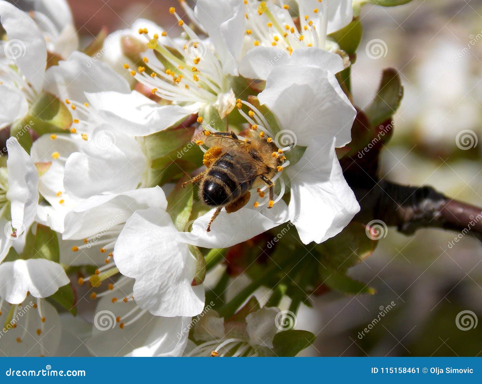 Beetle on cherry blossom stock image. Image of spring - 115158461