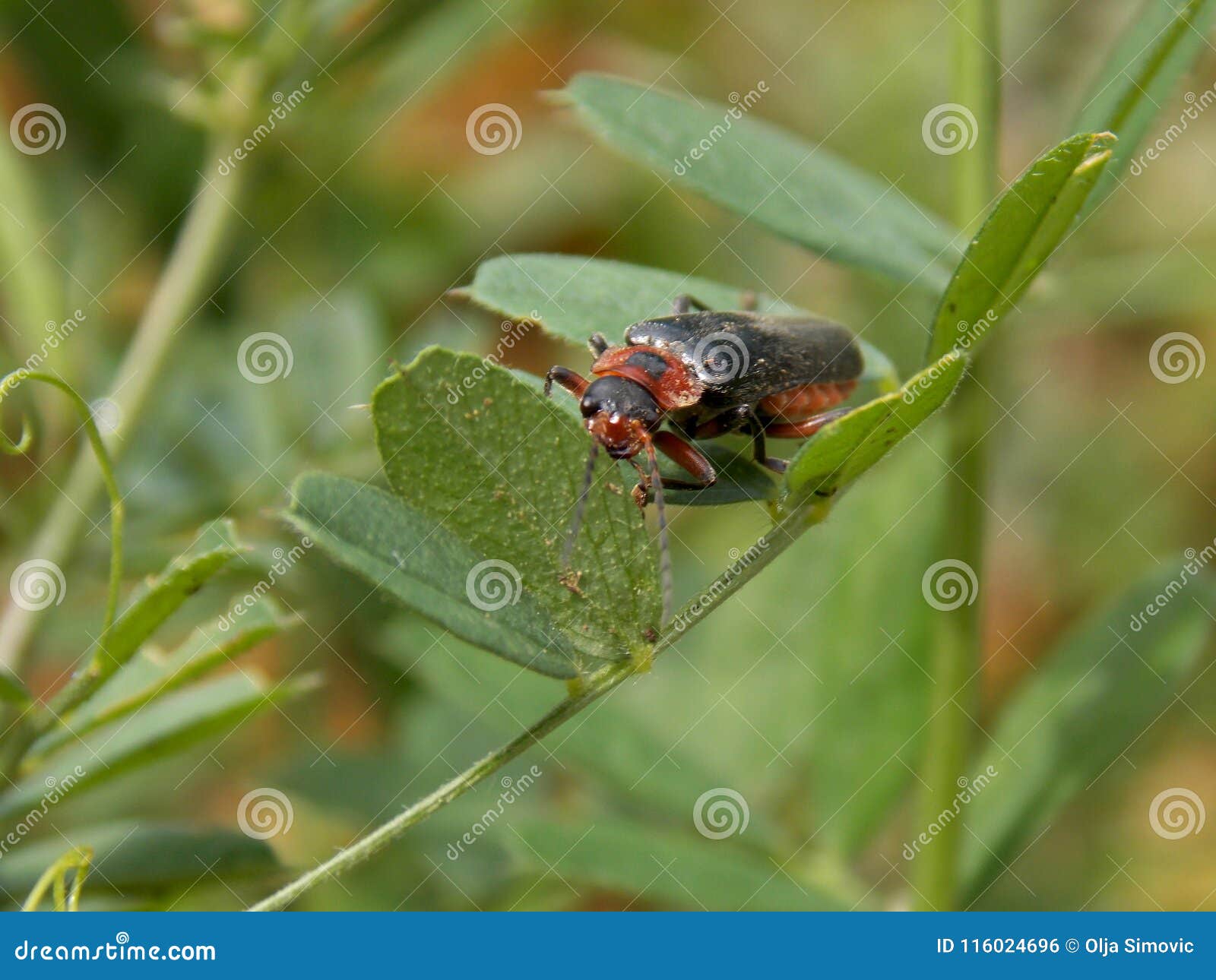 Beetle on the sheet stock photo. Image of macro, nature - 116024696