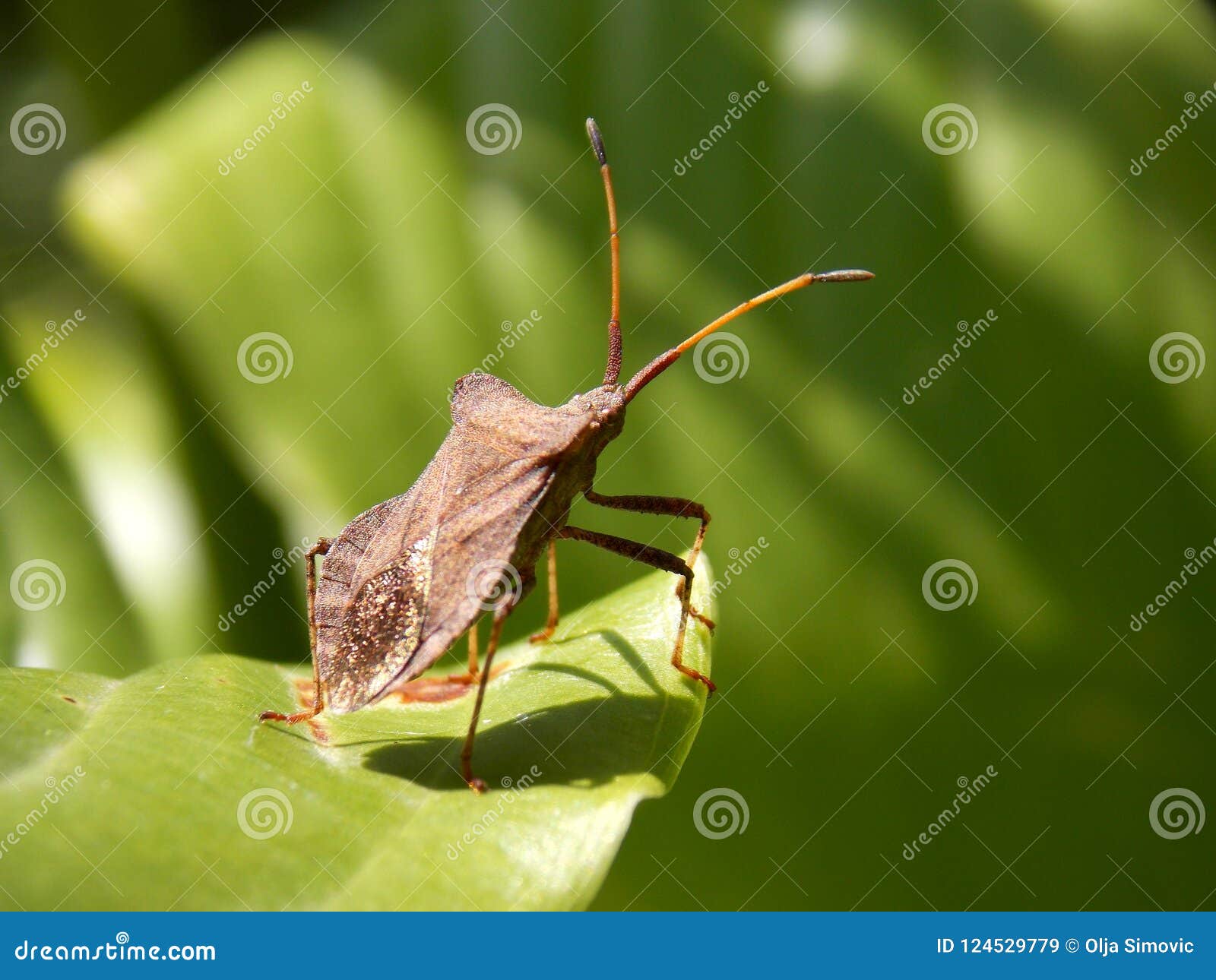Beetle on the sheet stock image. Image of insect, leaf - 124529779