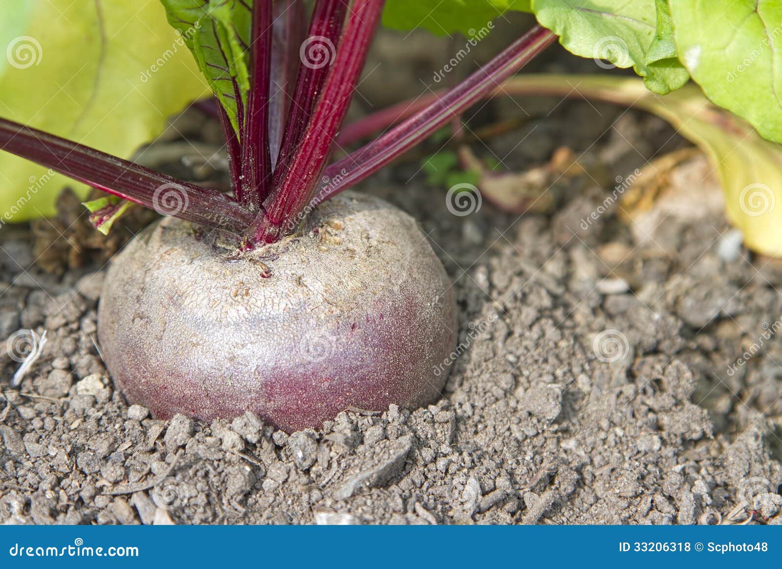 One beetroot stock photo. Image of beetroot, healthy - 33206318