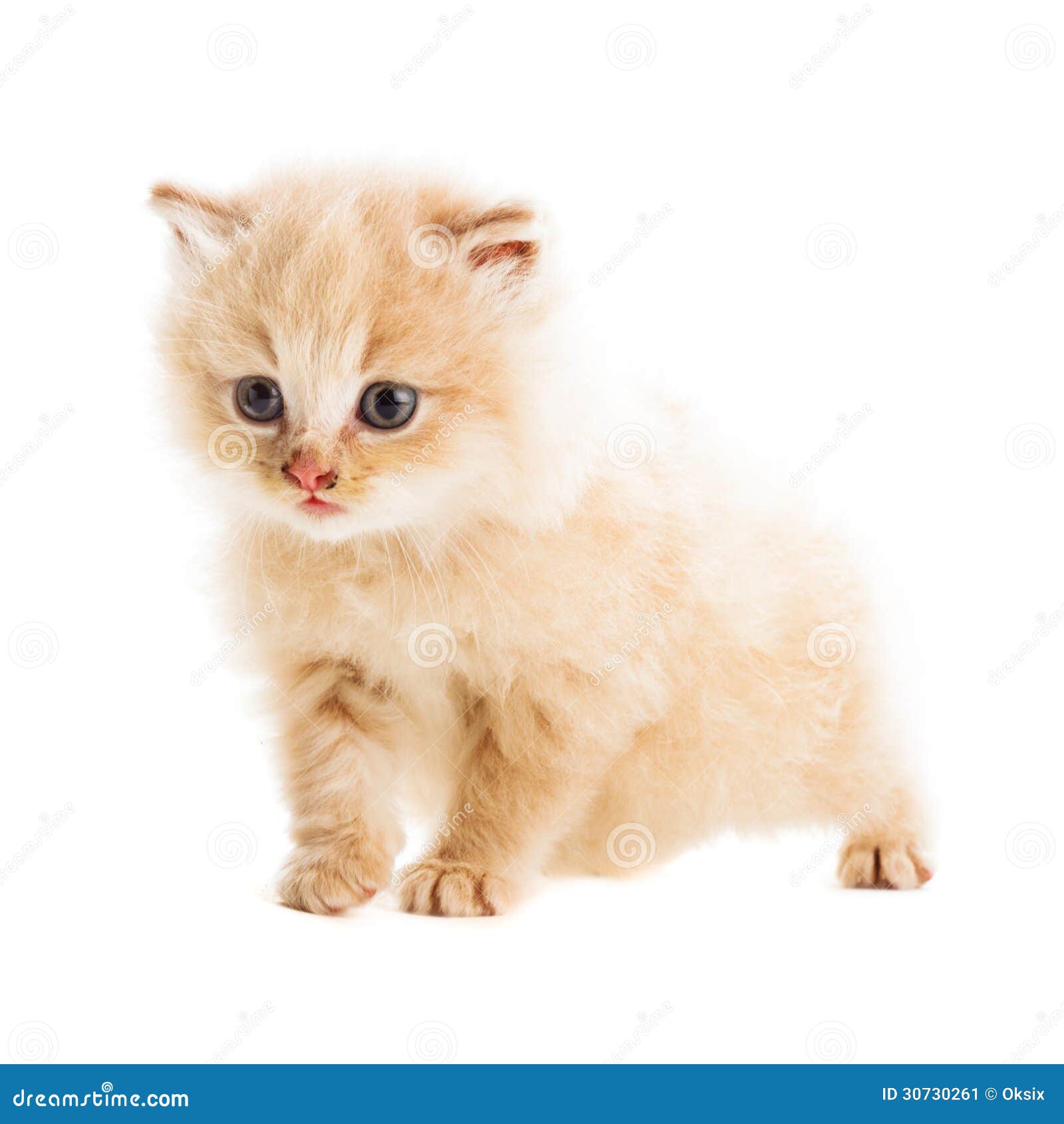 One beige kitten stock image. Image of whisker, closeup - 30730261