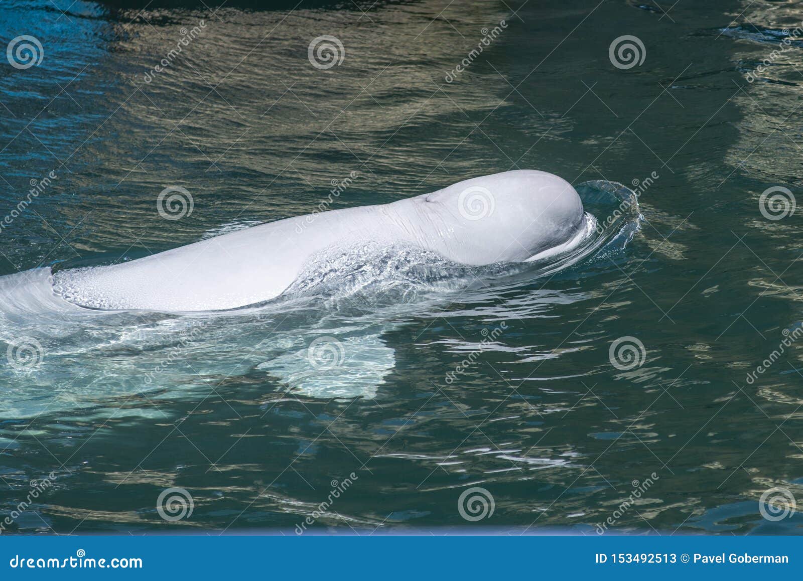 One Beluga Whale, White Whale in Water Stock Image - Image of ...