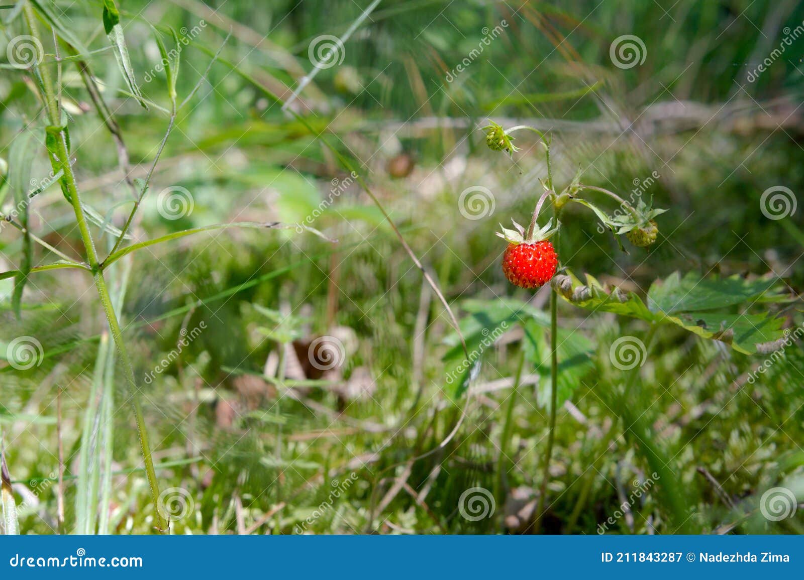 One Berry on a Bush. Wild Strawberries in the Grass Stock Image - Image ...