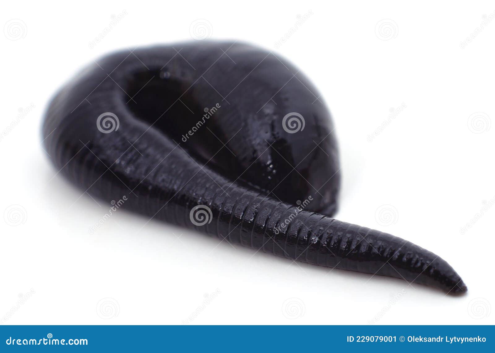How Big Is A Leech
