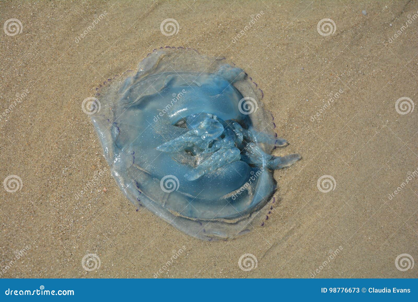 A Big Blue Jellyfish on the Sandy Beach Stock Image - Image of living ...