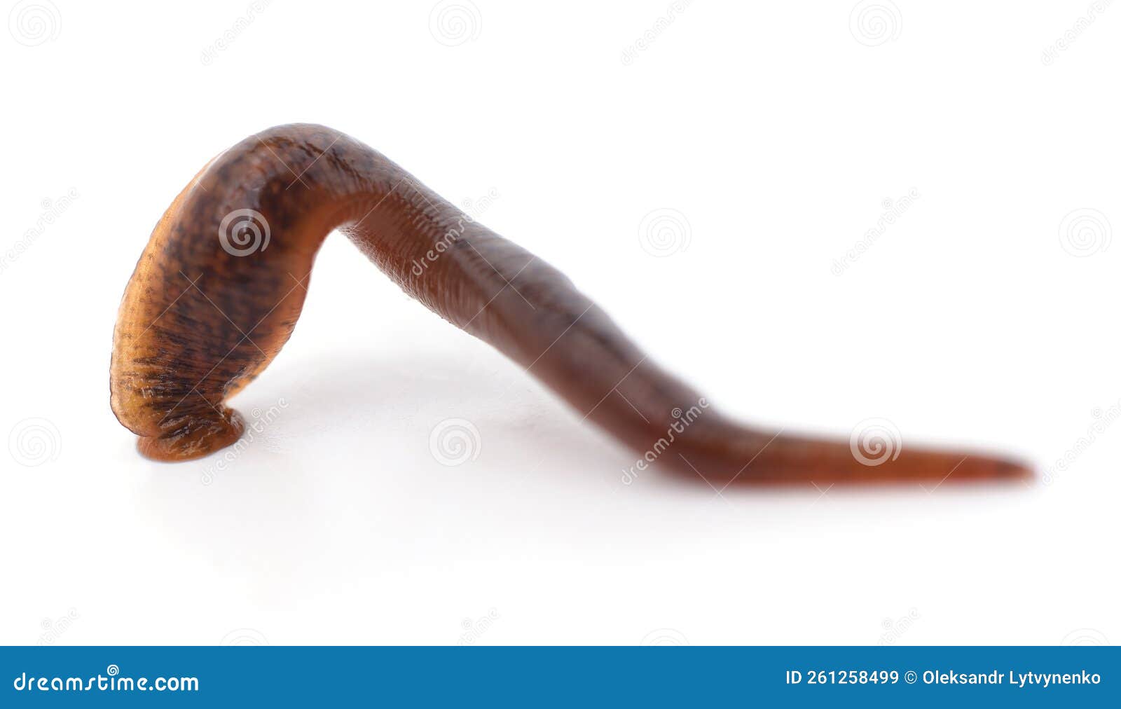 One big brown leech stock image. Image of macro, background - 261258499