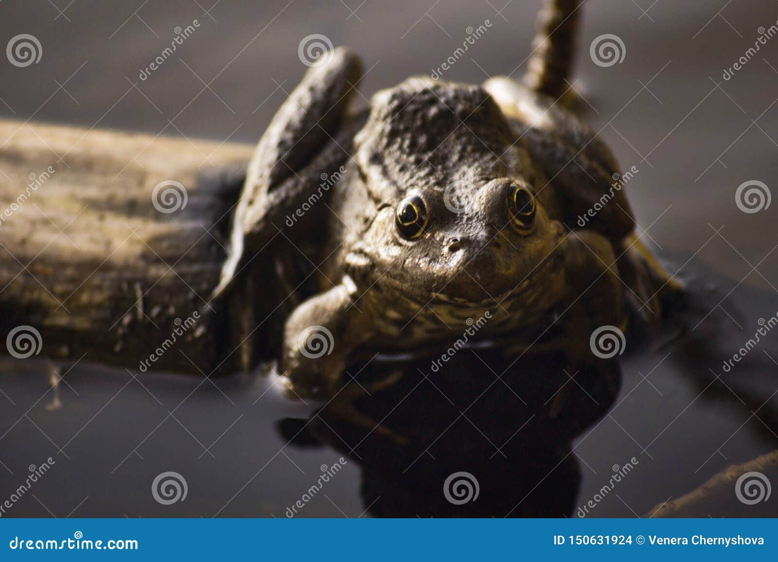 One Big Brown Toad Sits on a Log in the Water of a Pond among Grass and ...