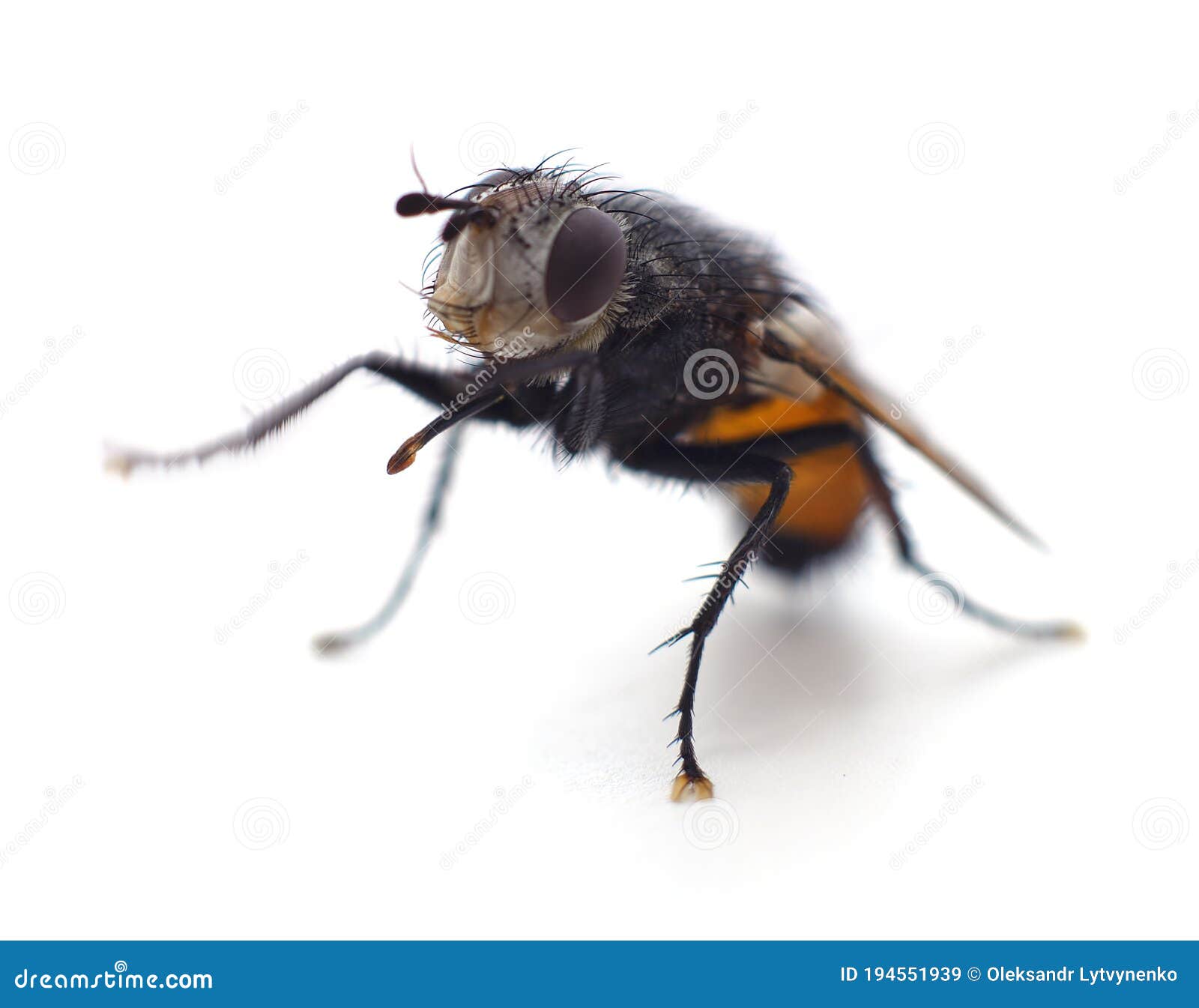 One big fly stock image. Image of isolated, gray, pest - 194551939