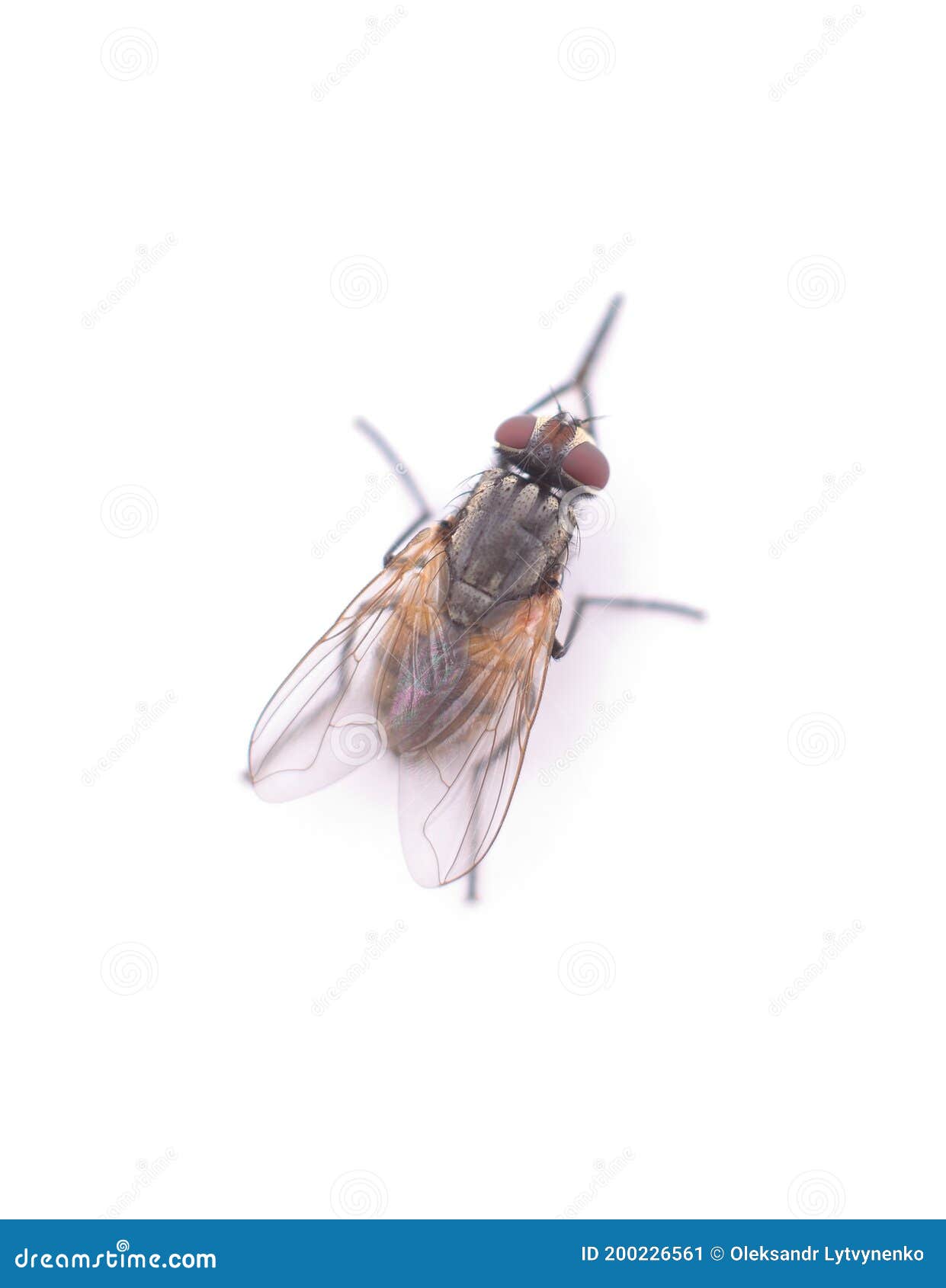 One big fly stock image. Image of wing, biting, large - 200226561