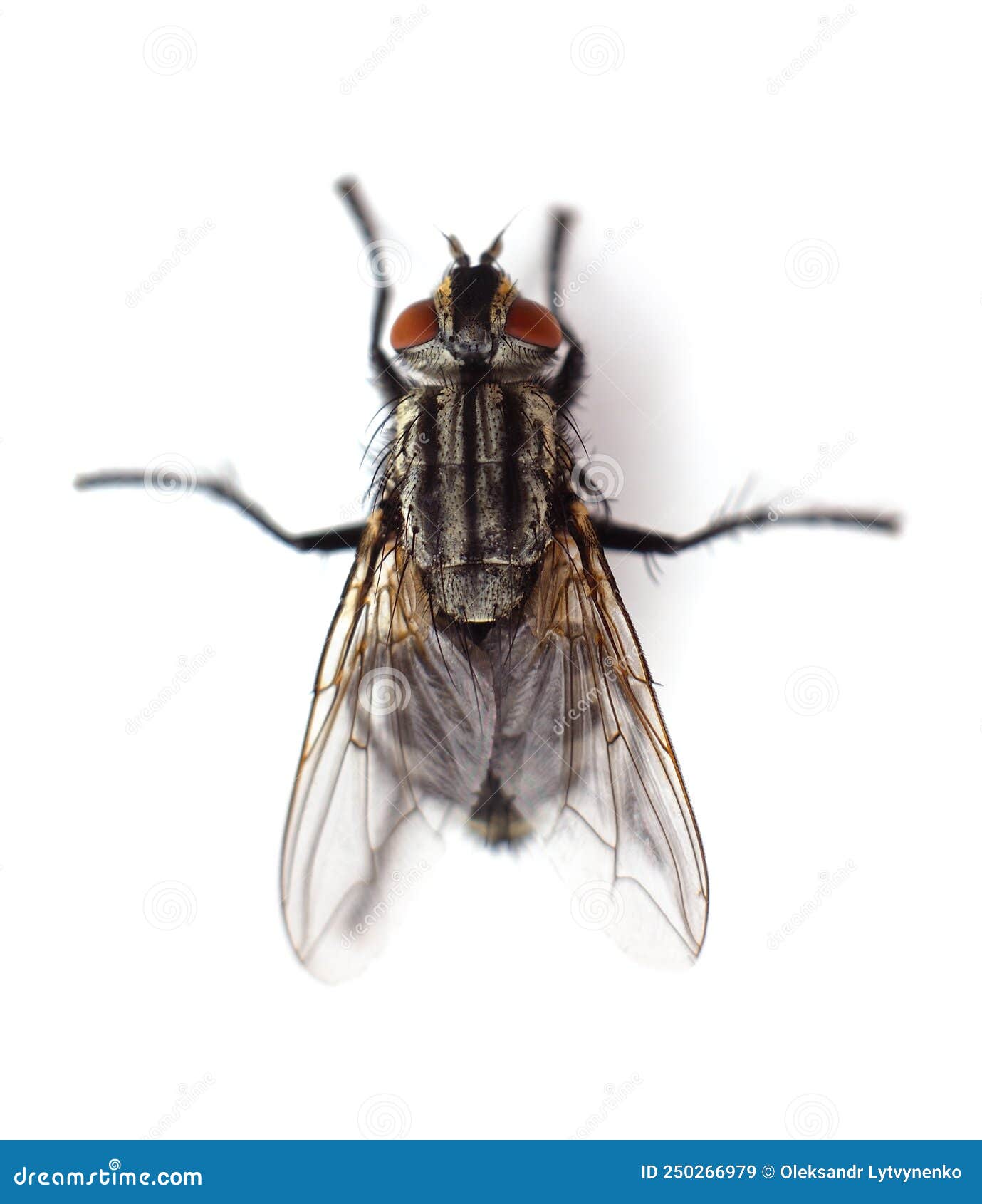 One big fly stock image. Image of hairy, white, large - 250266979