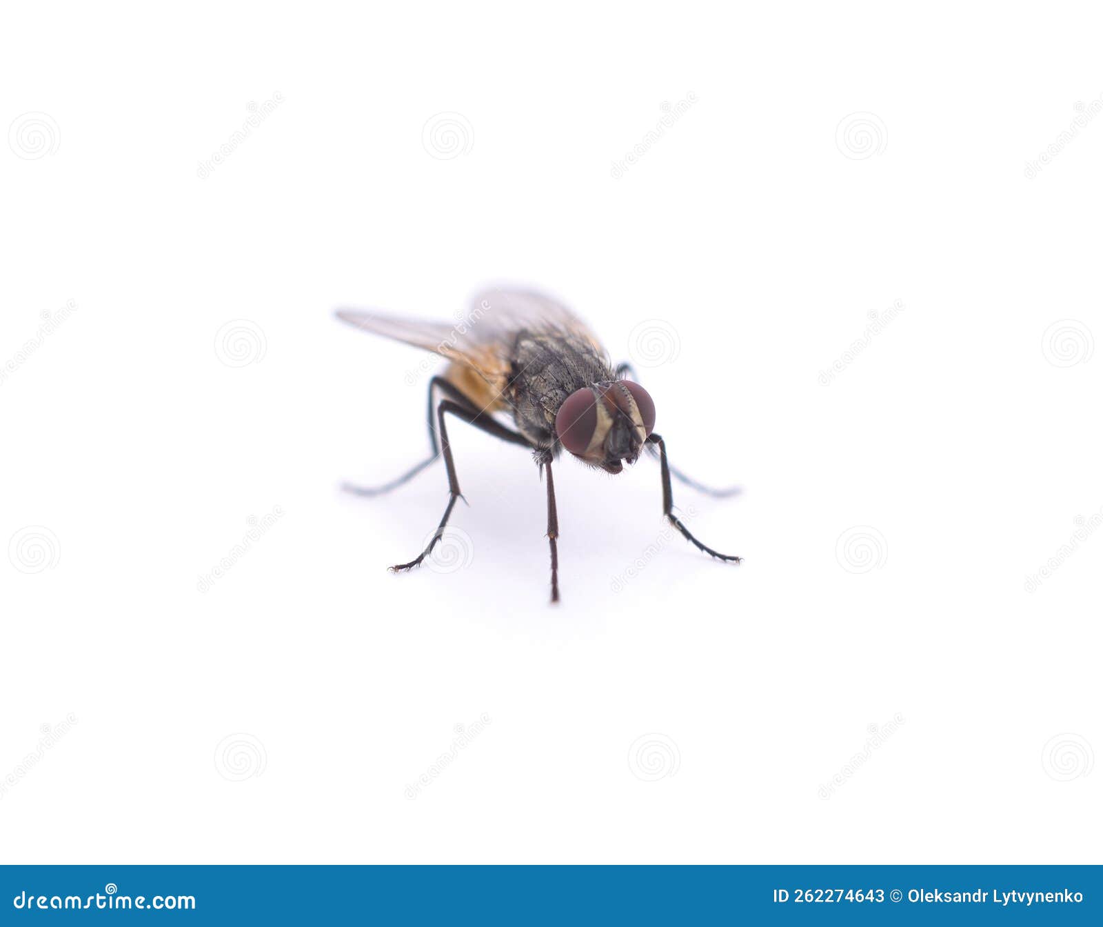 One big fly stock image. Image of wild, insect, isolated - 262274643