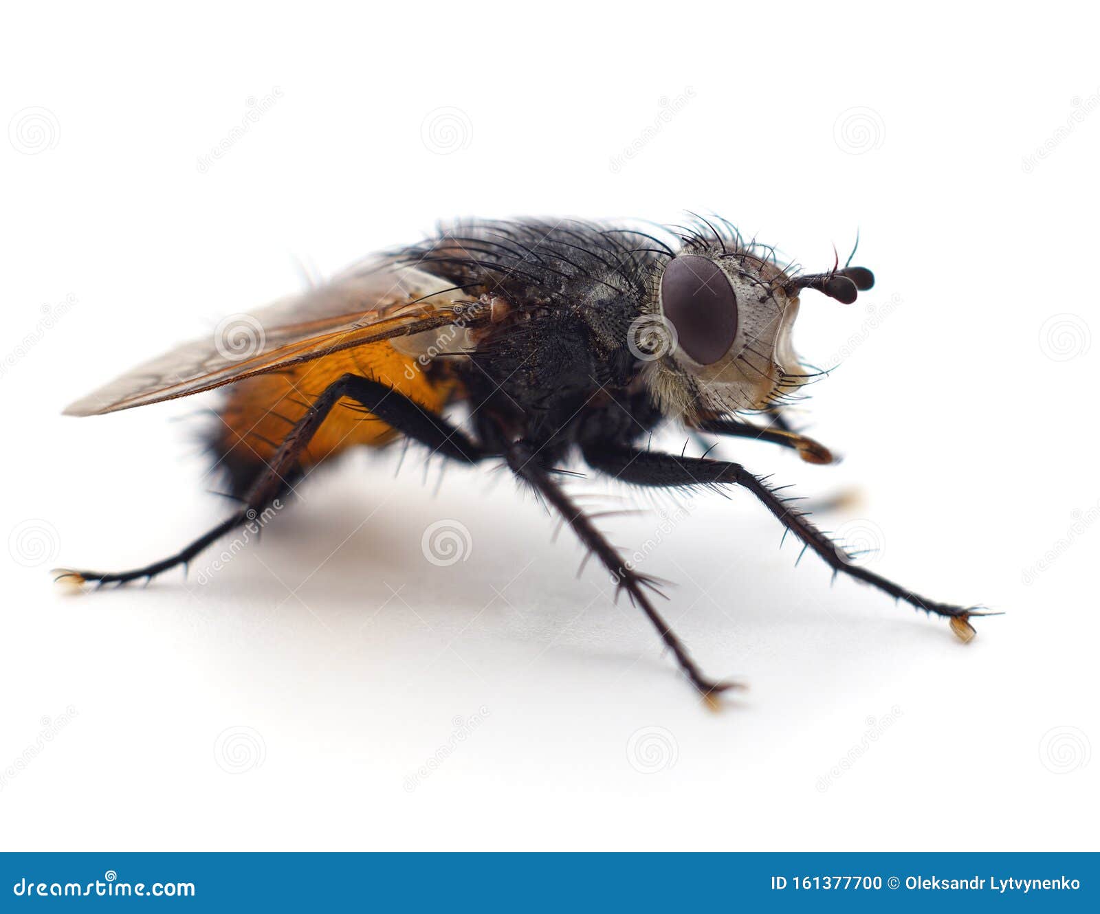 One big fly stock photo. Image of tiny, gadfly, wildlife - 161377700