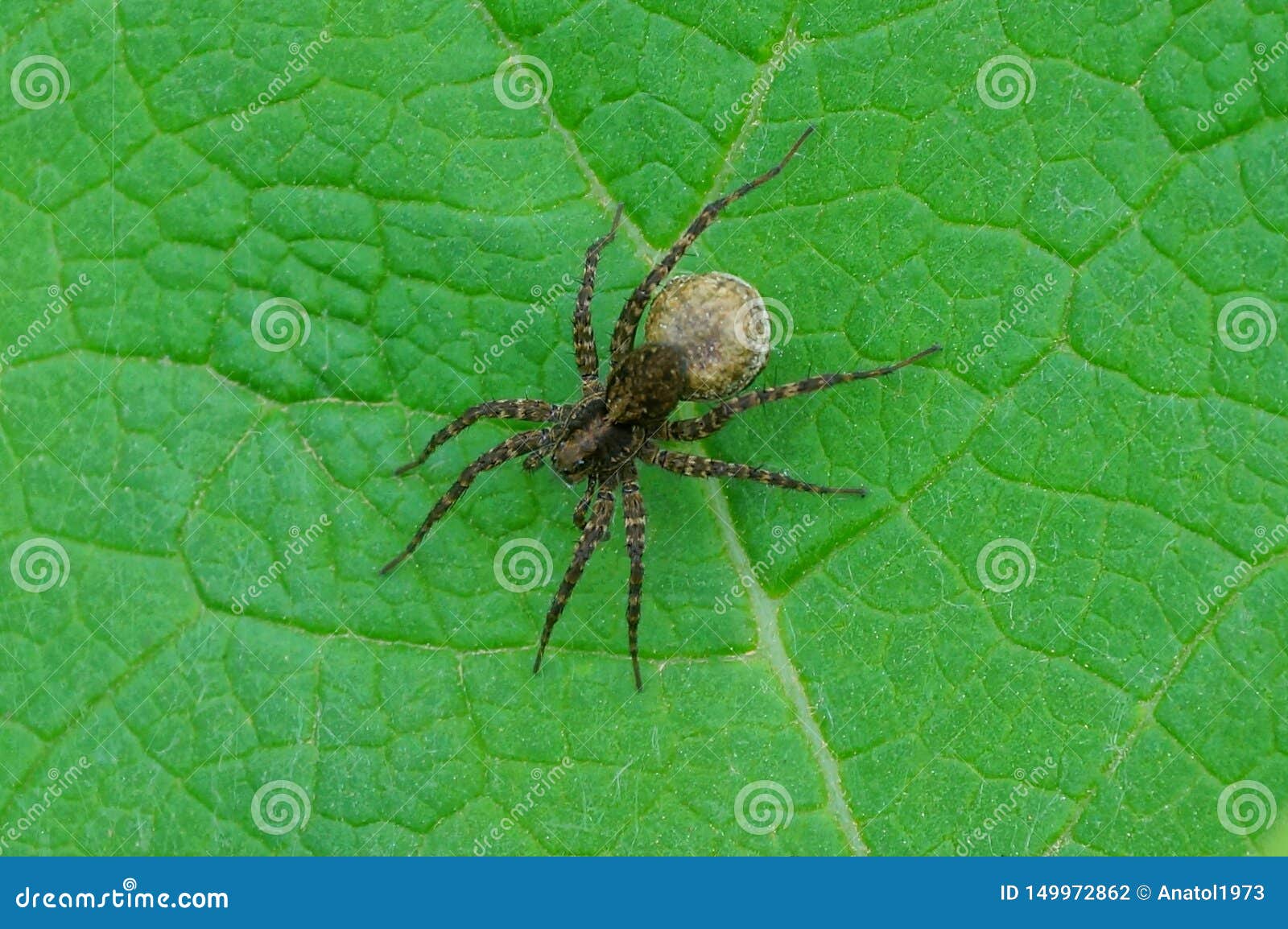 One Big Gray Spider Sits on a Green Leaf Stock Photo - Image of leaf ...
