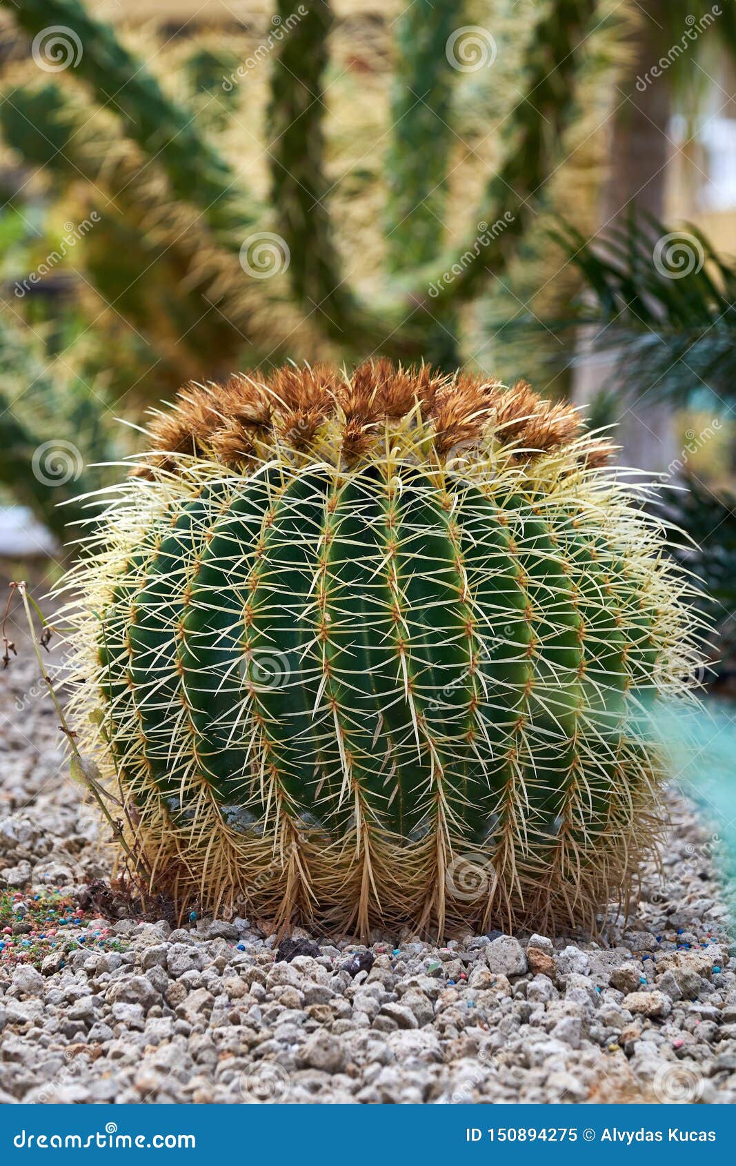 One Big Green Cactus with Long Sharp Needles with Stock Image - Image ...