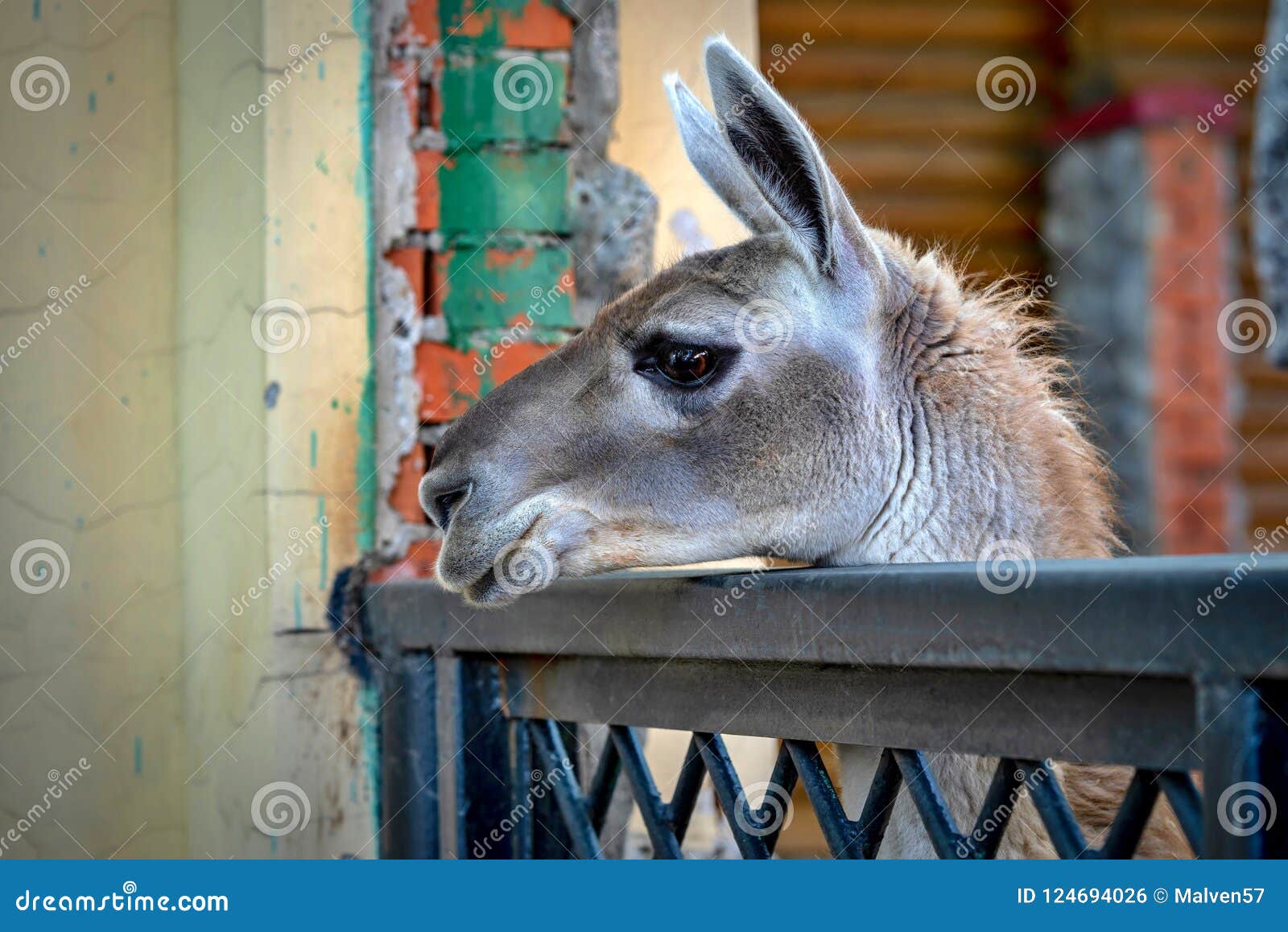 One head of a lama closeup stock photo. Image of natural - 124694026