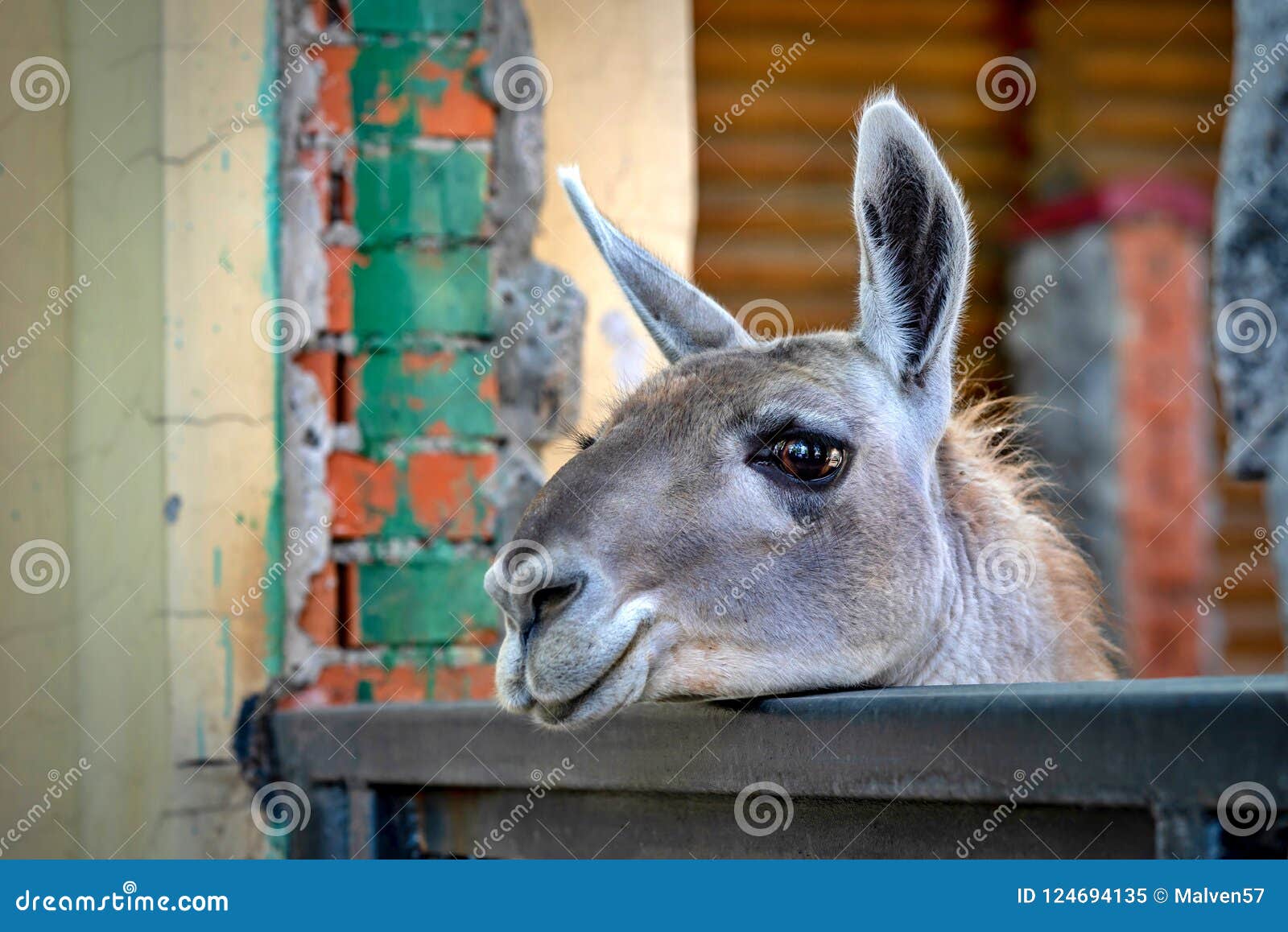 One head of a lama closeup stock image. Image of blank - 124694135
