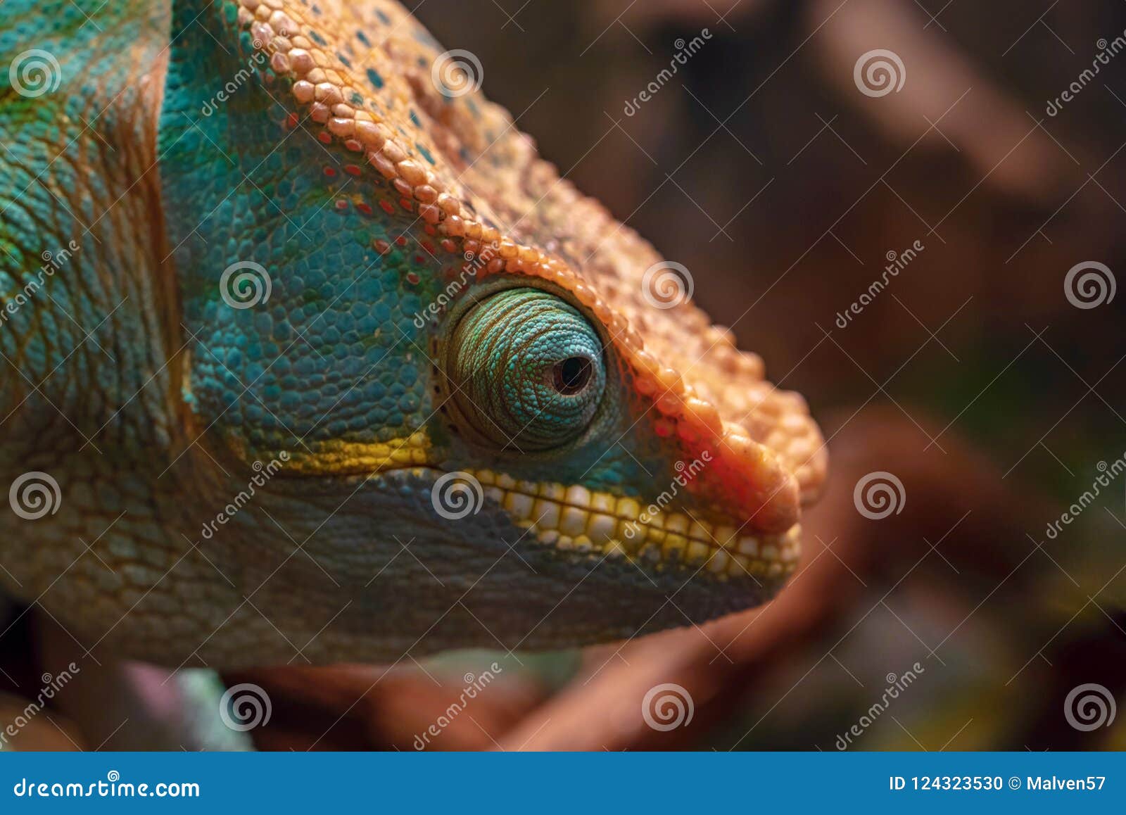 Big Head of a Lizard of a Chameleon Stock Photo - Image of lizard ...