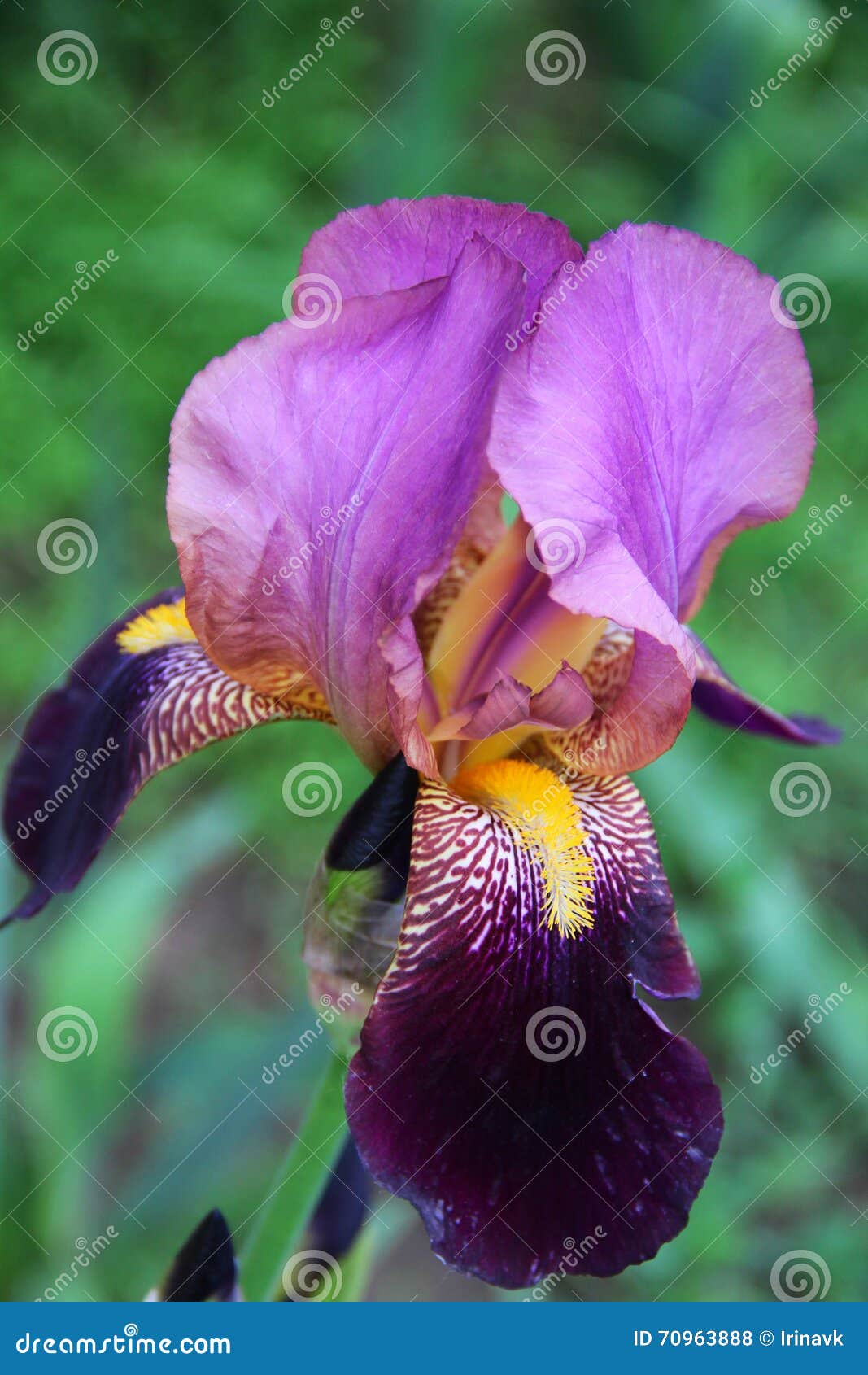 One big iris. photo stock photo. Image of pattern, floral - 70963888