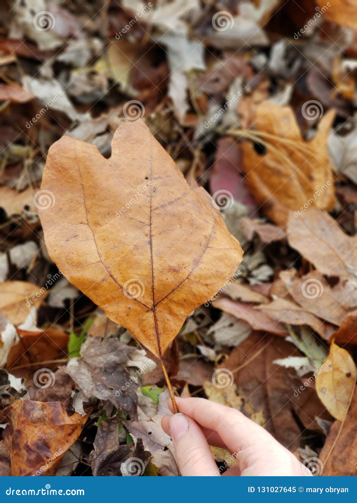 One big leaf in many stock image. Image of dried, orange - 131027645