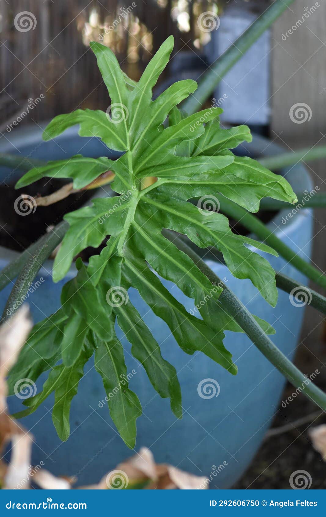 One Big Leaf on a Split Leaf Philodendron Plant in a Pot Stock Photo ...