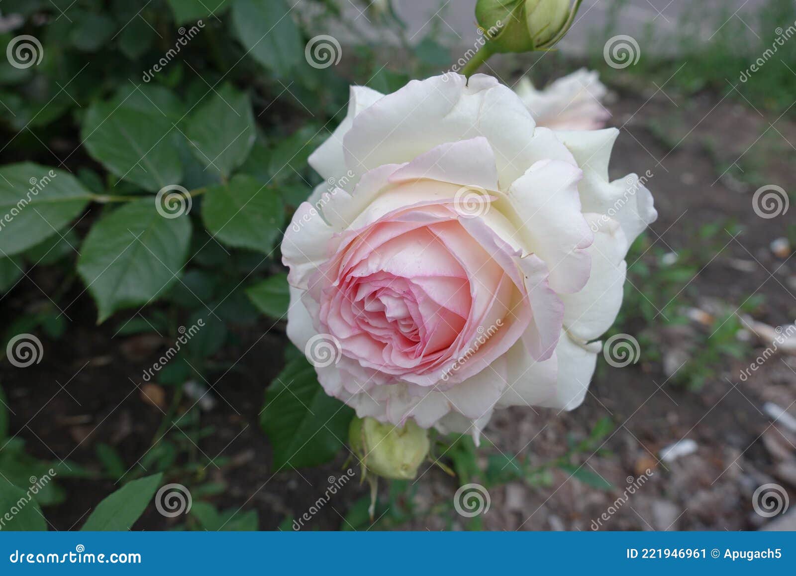 One Big Light Pink Flower of Rose Stock Image - Image of pink, foliage ...