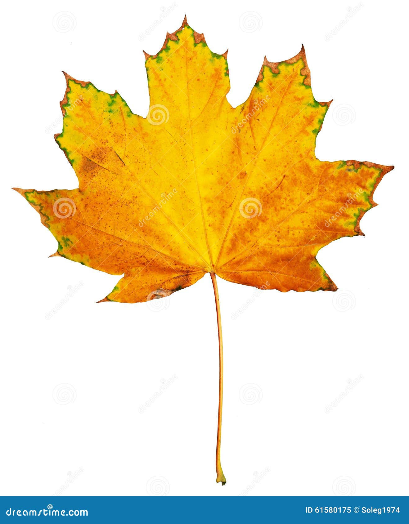 One Big Maple Autumn Leaf, Object on White Stock Image - Image of ...