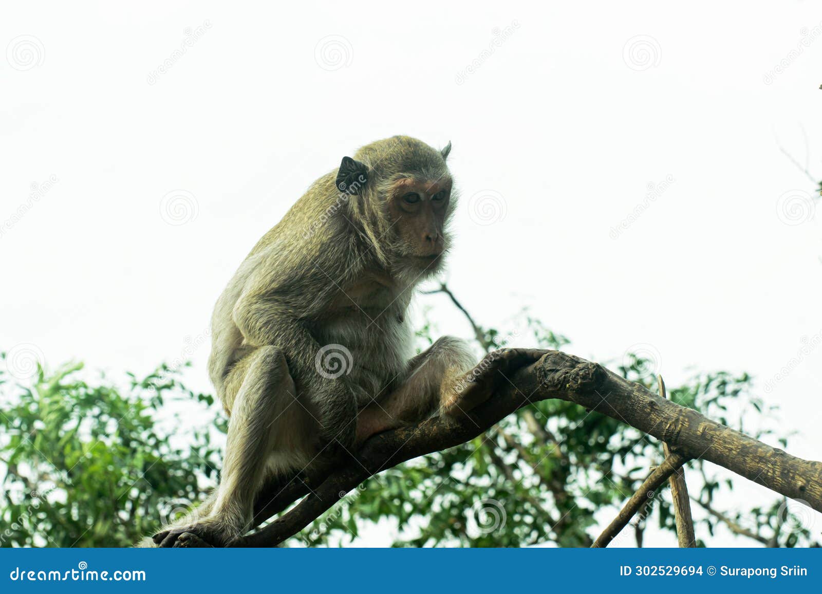 One Big Monkey Sitting in a Tree in the Forest, Stock Photo - Image of ...