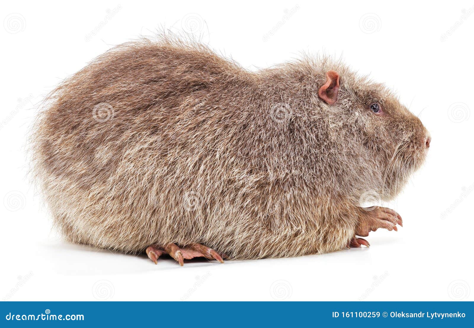 One big nutria stock image. Image of meat, closeup, food - 161100259