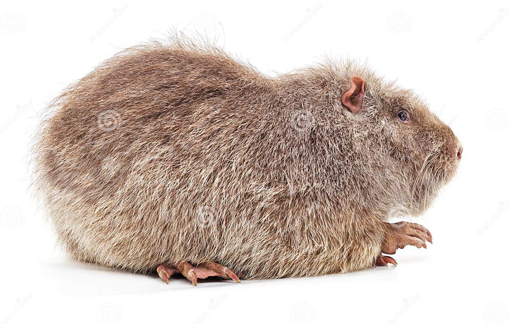 One big nutria stock image. Image of meat, closeup, food - 161100259