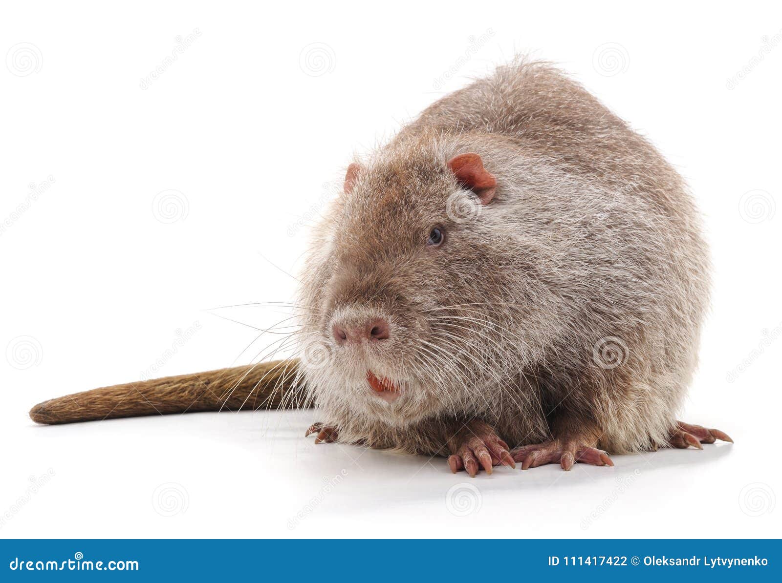 One big nutria. stock photo. Image of mammals, young - 111417422