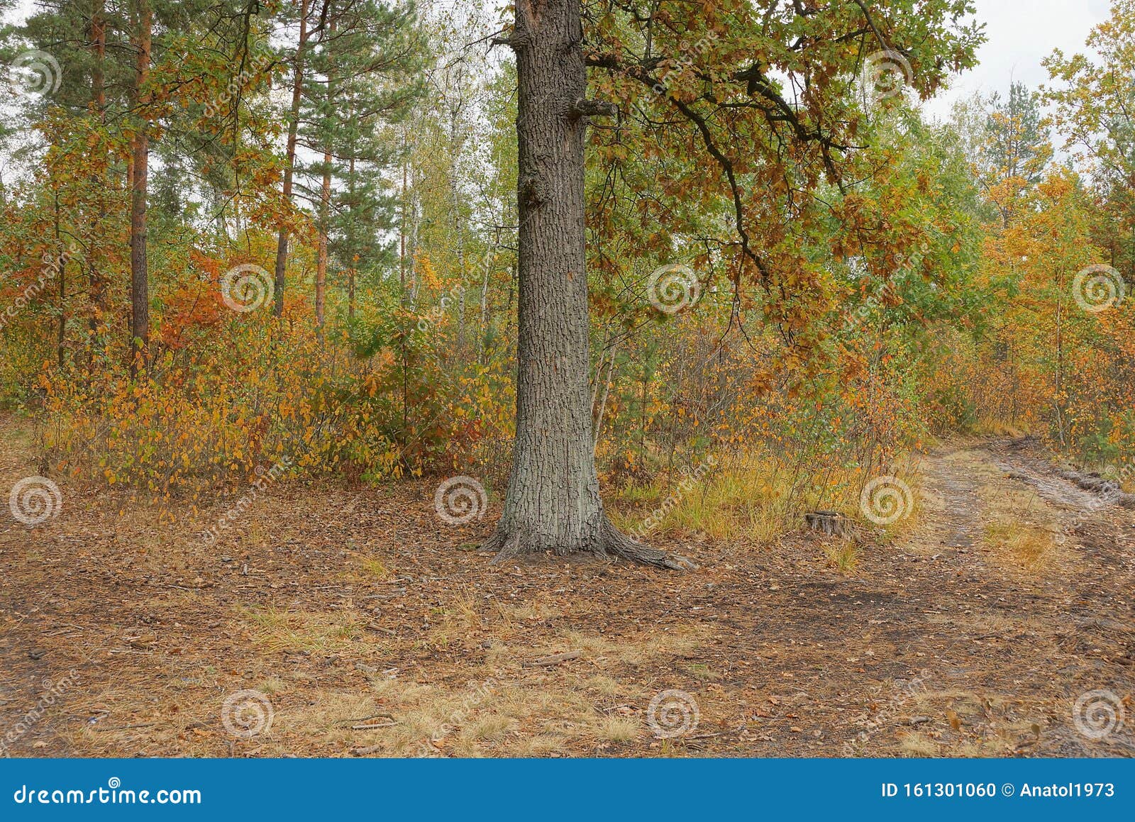 Big Oak Tree in the Autumn Forest Stock Photo - Image of scene, fallen ...