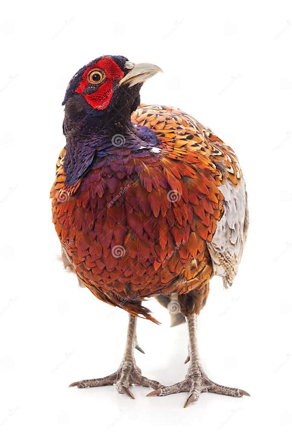 One big pheasant stock photo. Image of agriculture, african - 198593084