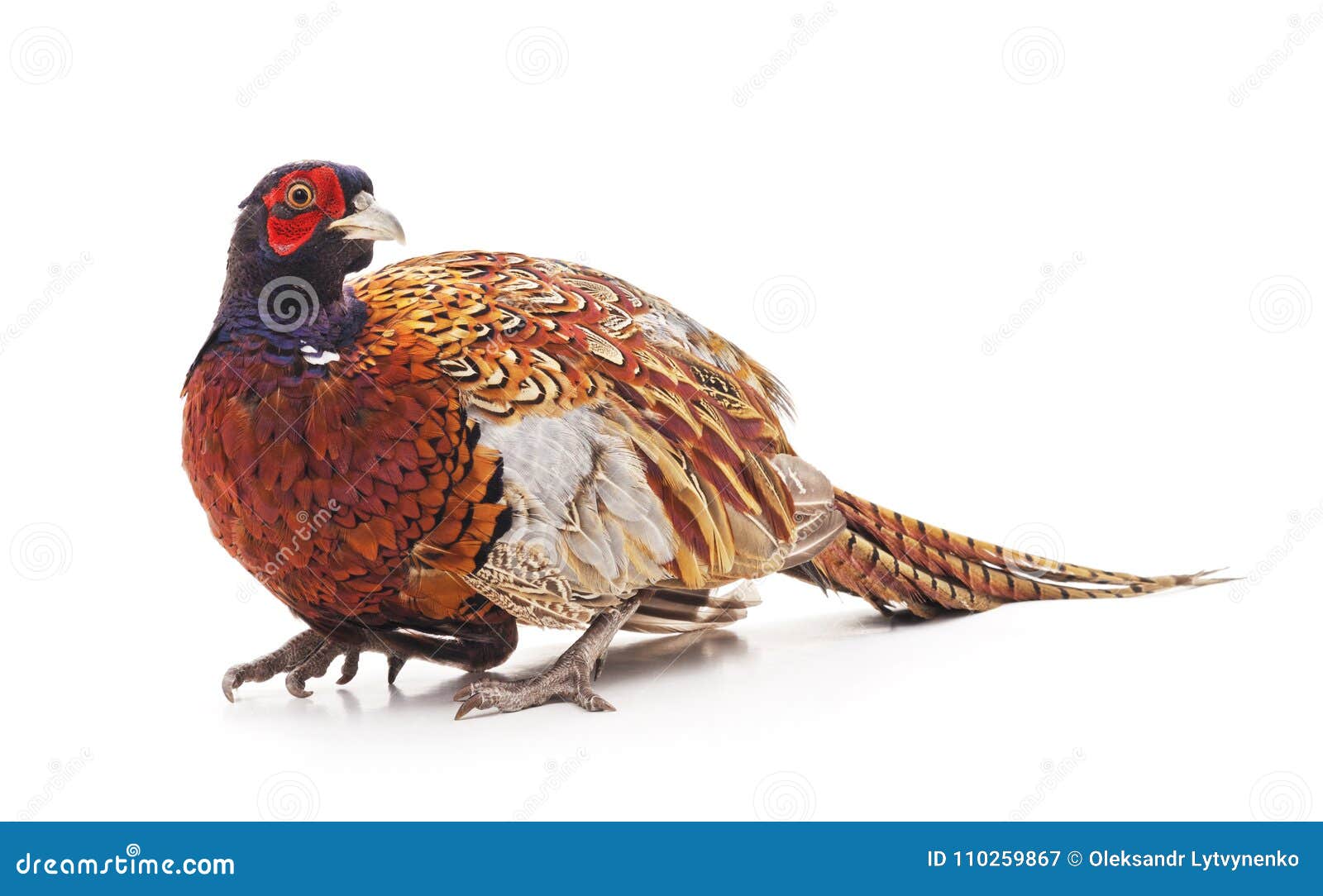 One big pheasant. stock image. Image of cockerel, domestic - 110259867