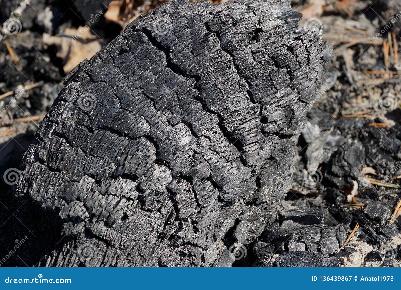 A Large Piece of Black Charred Log in an Extinct Fire Stock Image ...