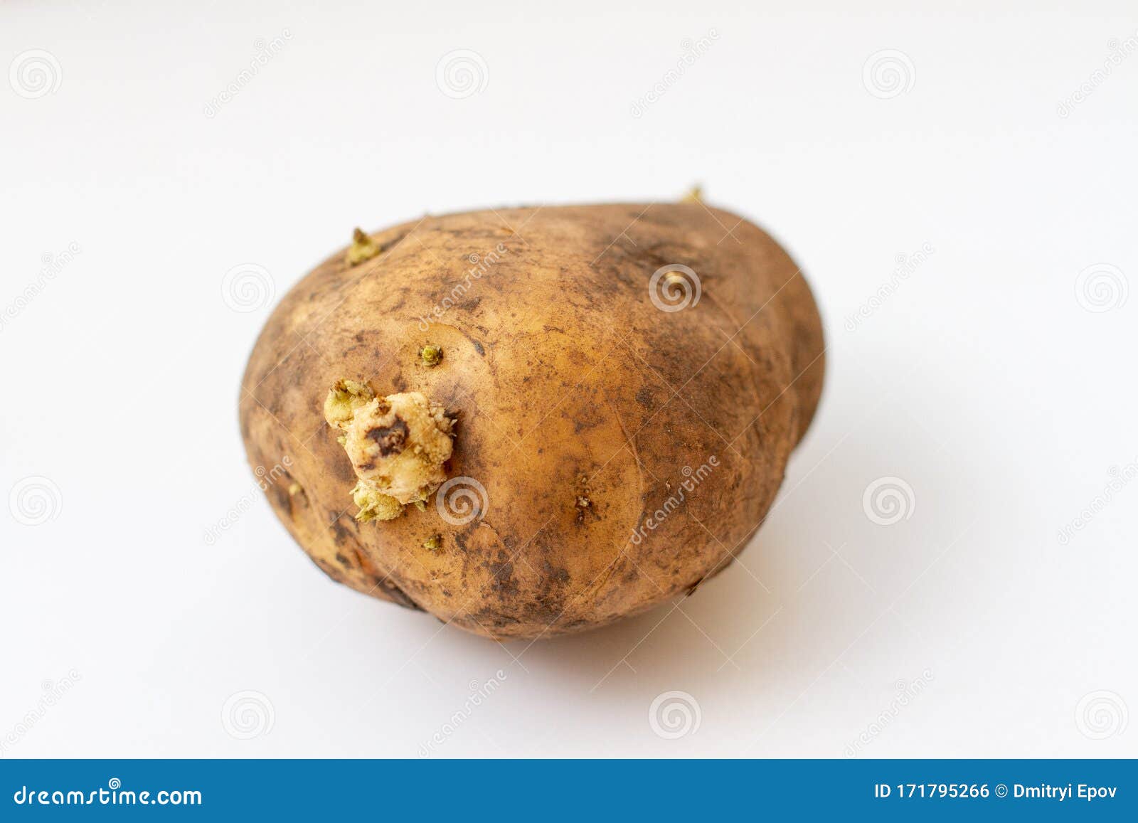 One Big Potato with Seedlings in the Ground on a White Background Stock ...